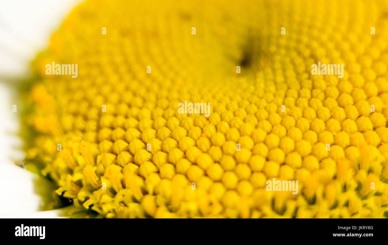 center of a daisy flower is a matrix of yellow stamens. Macro ...