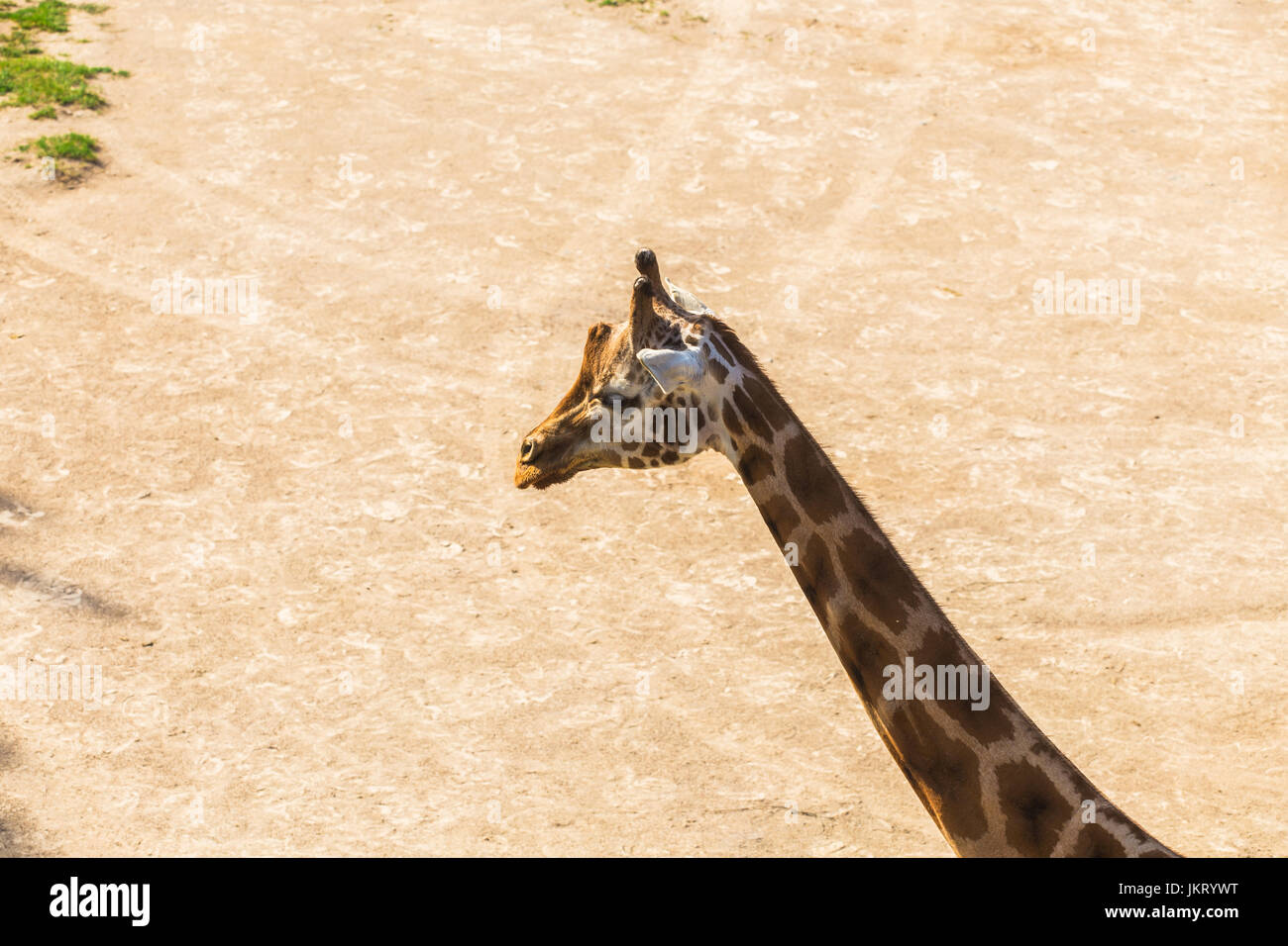 giraffe portrait in nature. Group of giraffes walks in summer nature ...