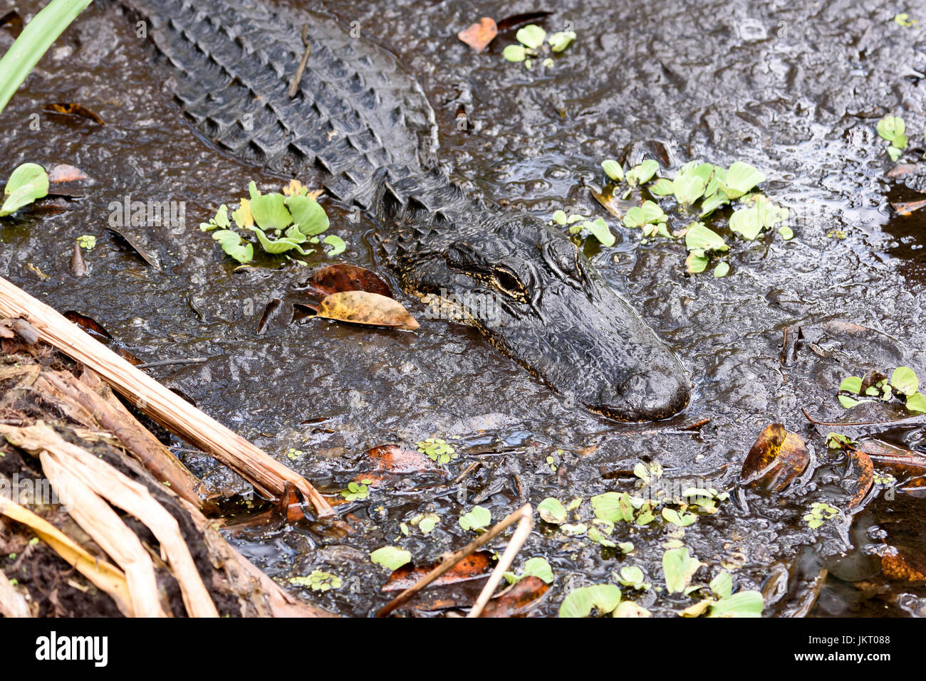 American Alligator (Alligator mississippiensis) in Corkscrew Swamp ...