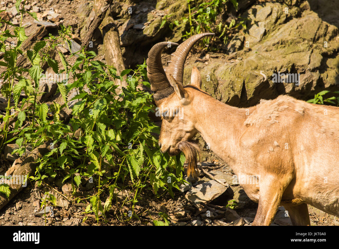 Wild goat in nature. Goat at the zoo Stock Photo - Alamy