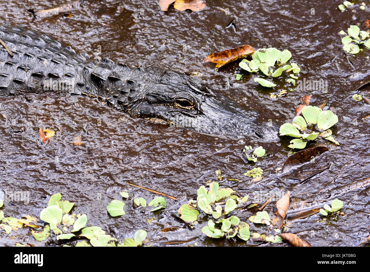 Alligator in swamp hi-res stock photography and images - Alamy