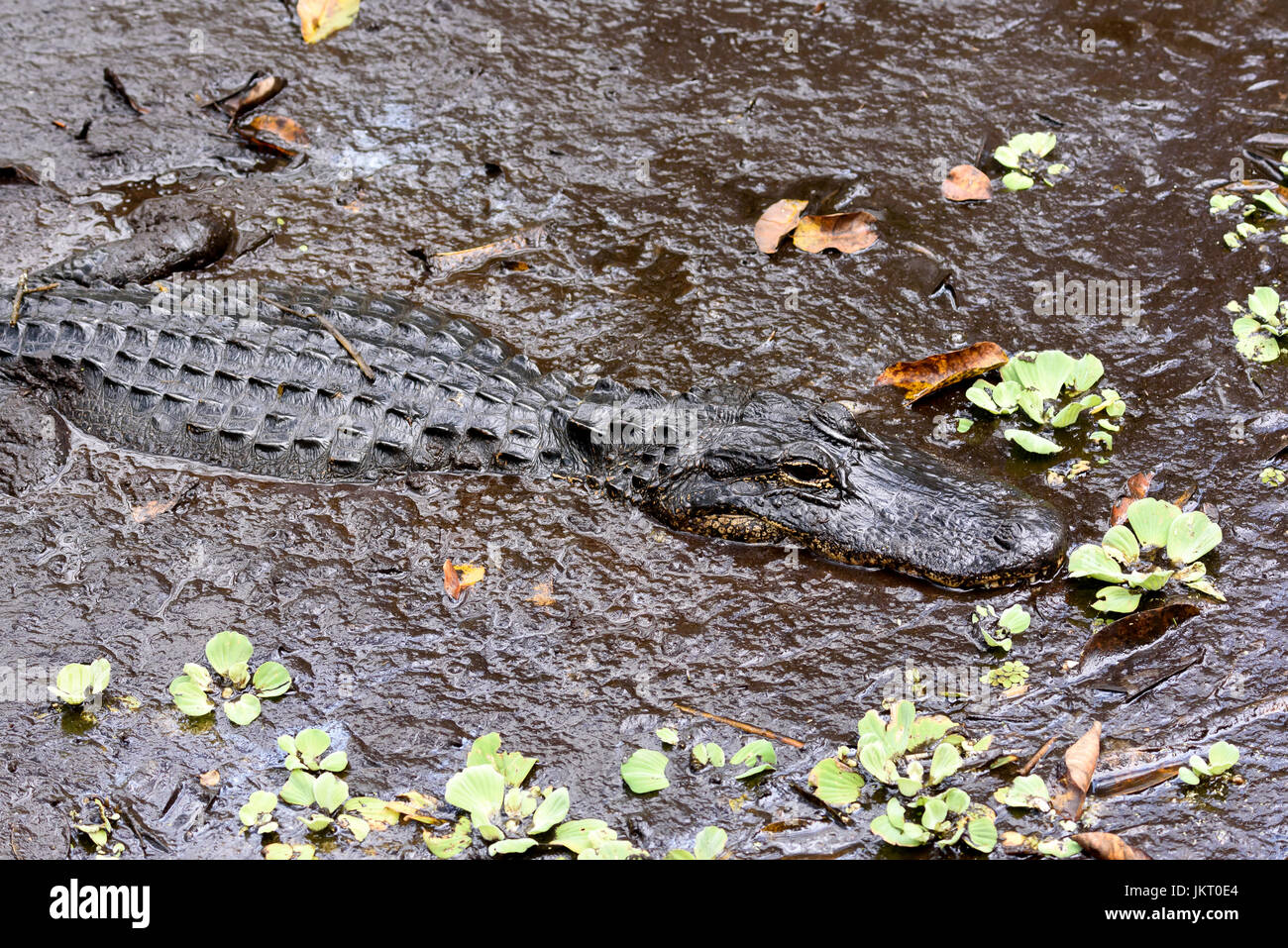 American Alligator (Alligator mississippiensis) in Corkscrew Swamp ...