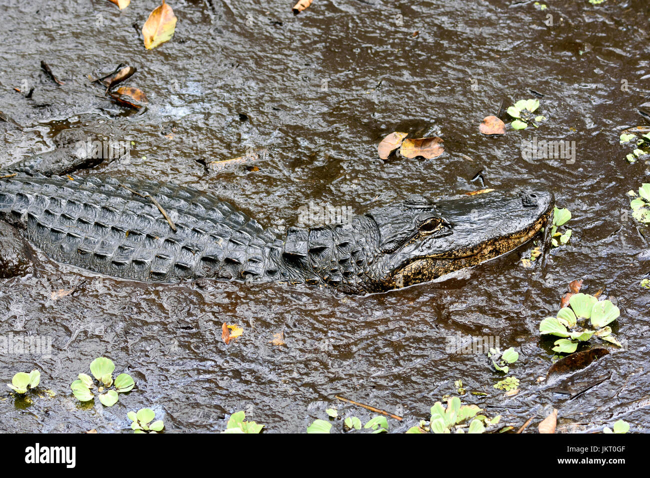 American Alligator (Alligator mississippiensis) in Corkscrew Swamp ...