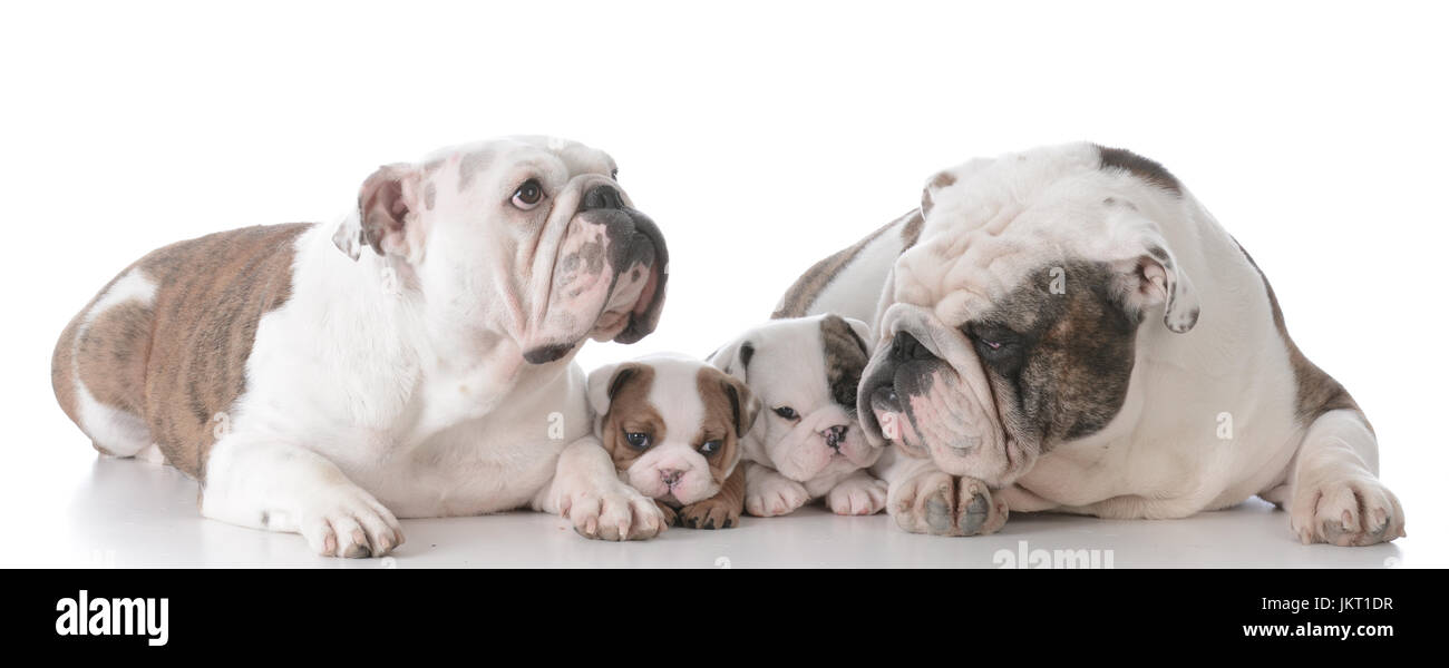 bulldog family with puppies isolated on white background Stock Photo ...