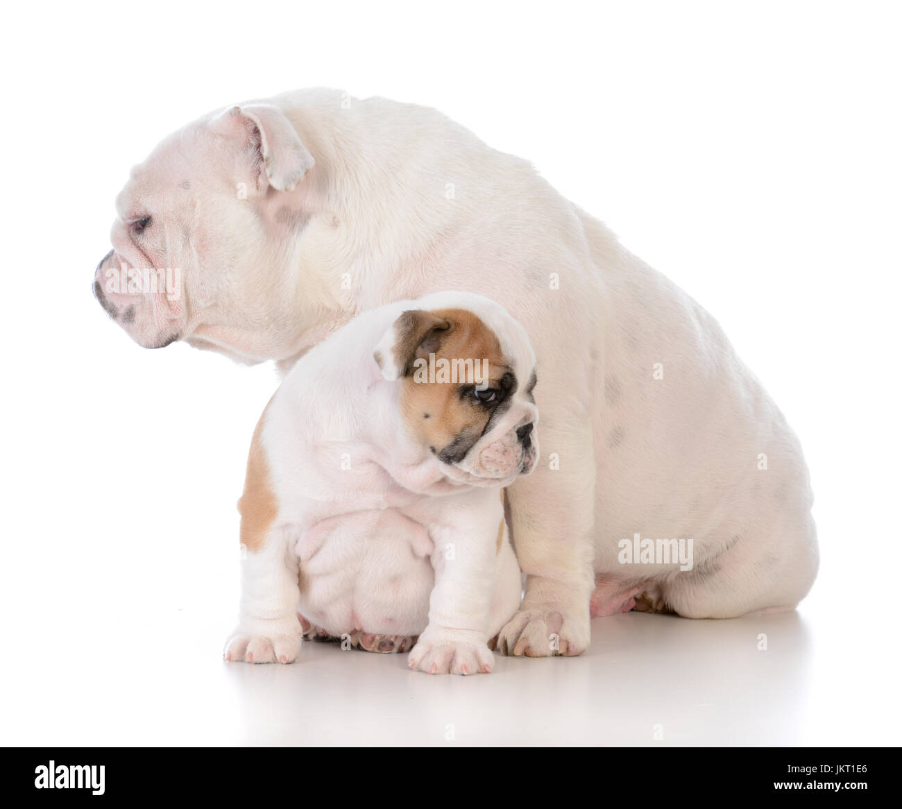 mother and son bulldogs on white background Stock Photo - Alamy