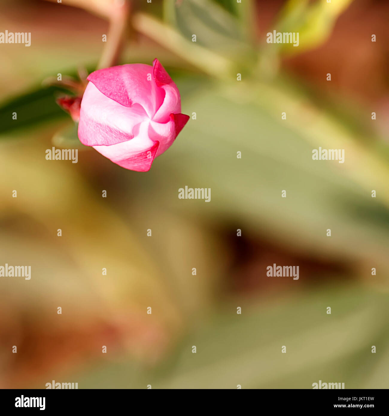 Bud close up hi-res stock photography and images - Alamy