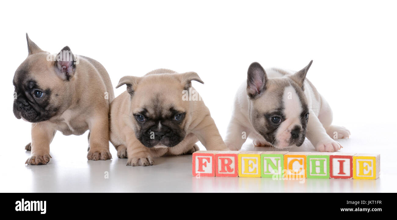 Frenchie puppies hi-res stock photography and images - Alamy