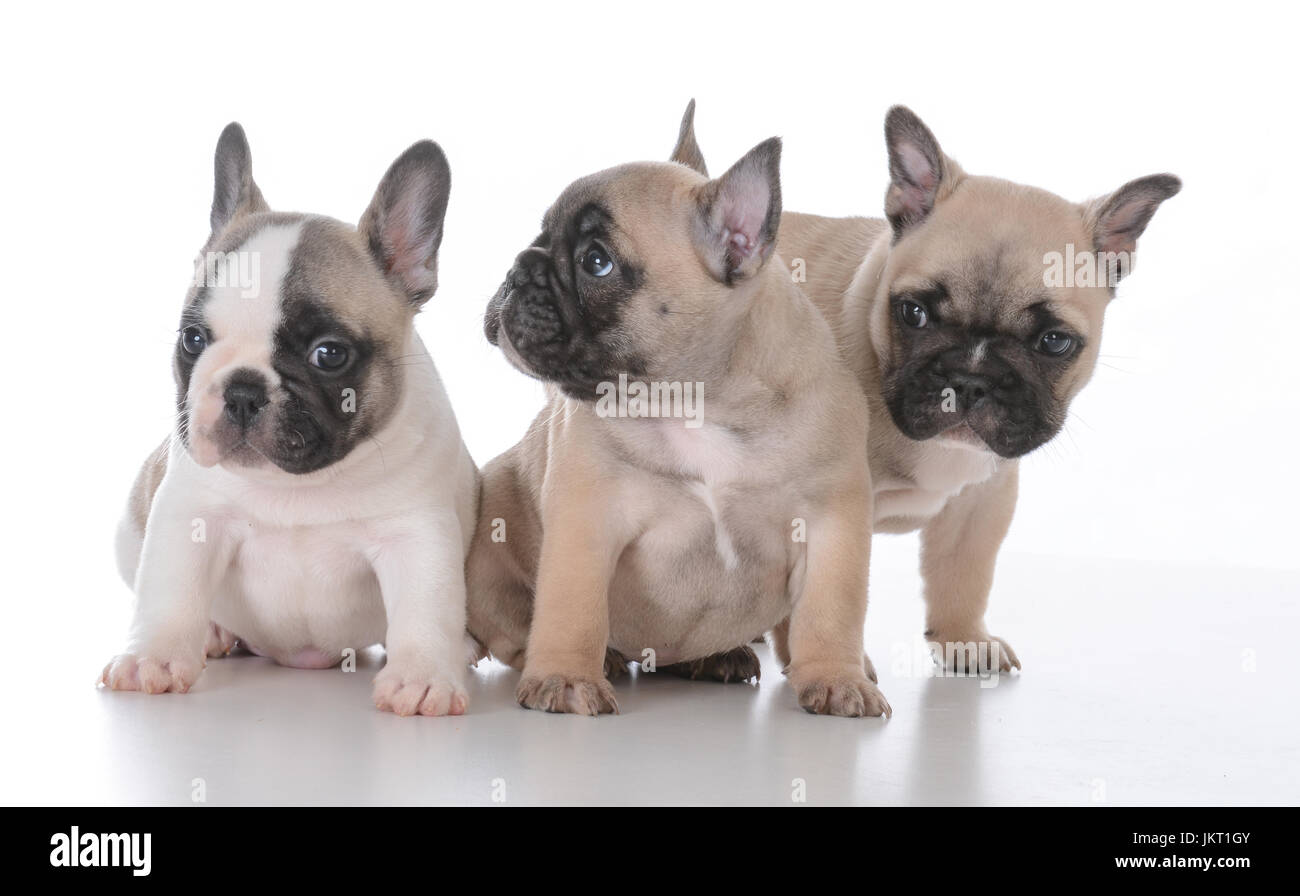 litter of french bulldog puppies on white background Stock Photo - Alamy