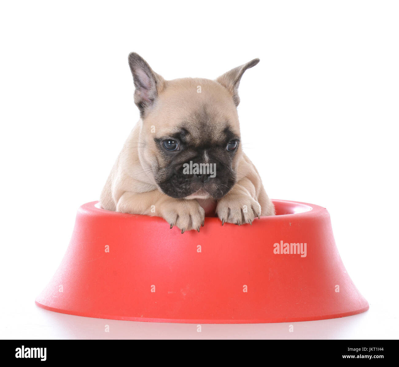 adorable french bulldog puppy inside a red food bowl Stock Photo - Alamy
