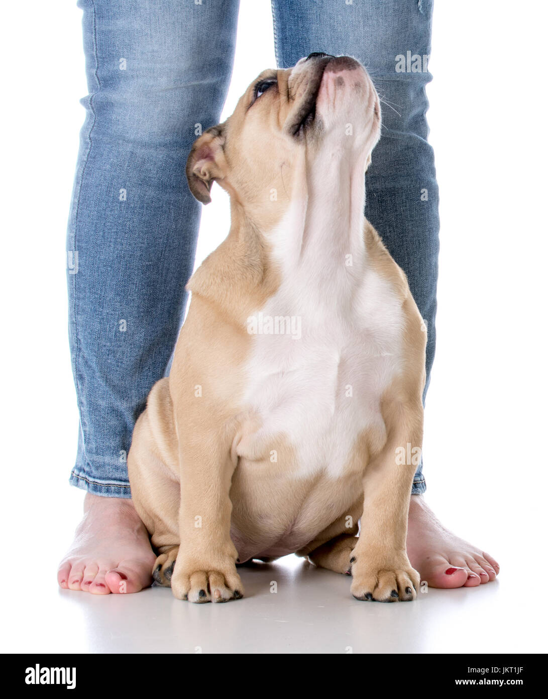 bulldog puppy sitting at feet of owner on white background Stock Photo ...