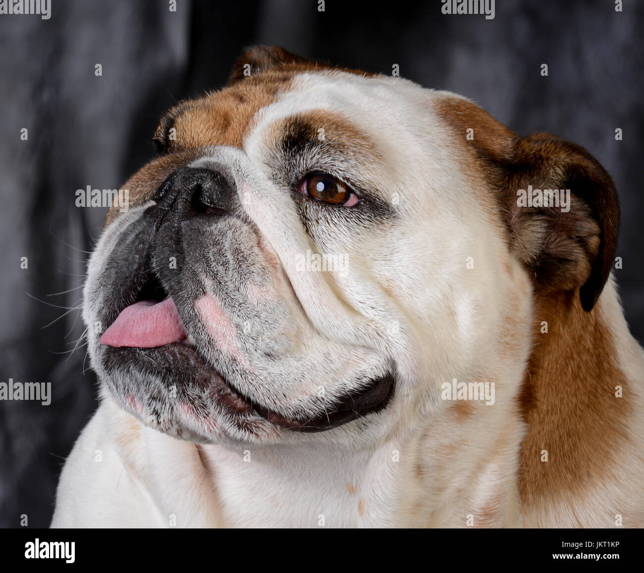 portrait of english bulldog Stock Photo - Alamy