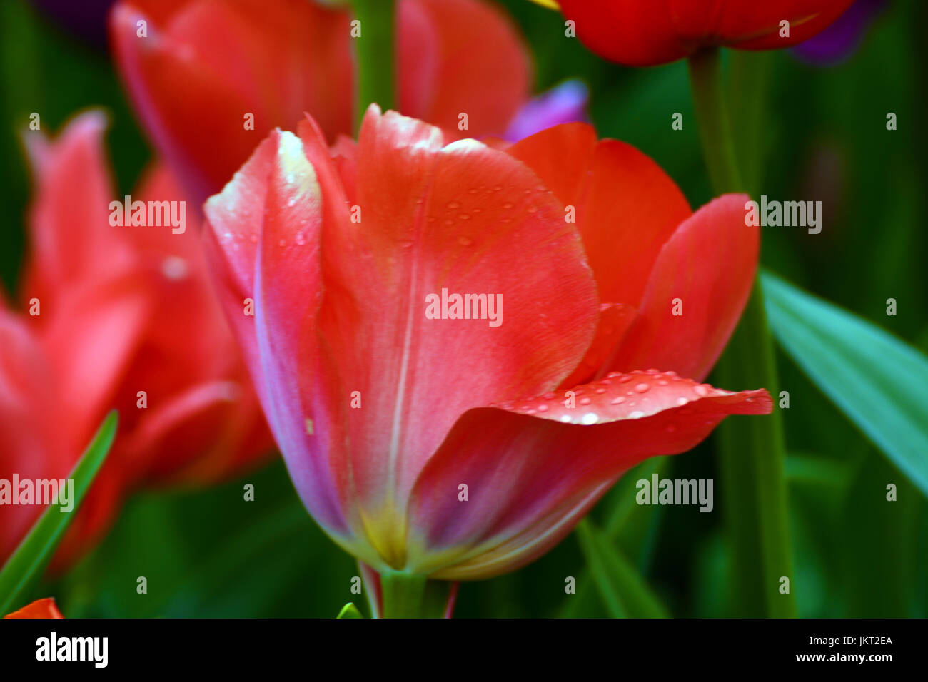 Large double tulip hi-res stock photography and images - Alamy