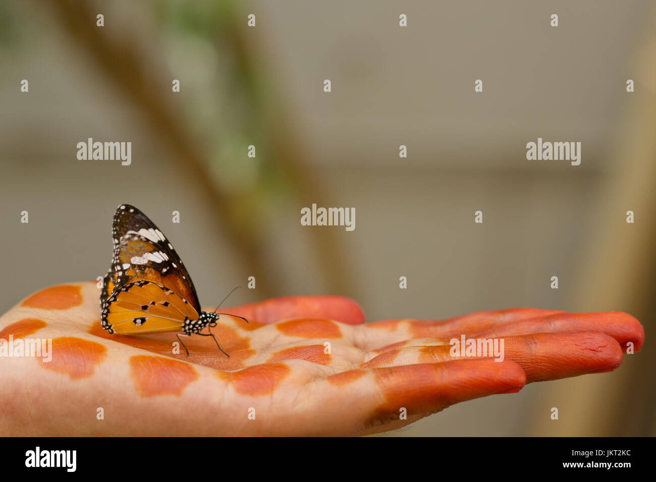 A Common tiger butterfly checking on the henna pattern on my sister's ...