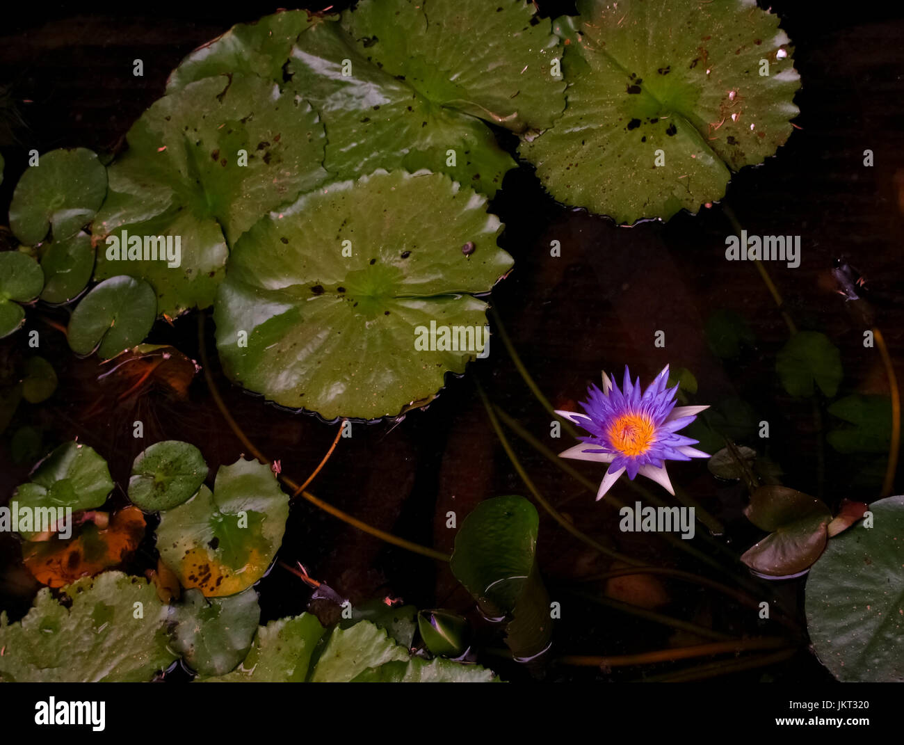 Blue lotus hi-res stock photography and images - Alamy