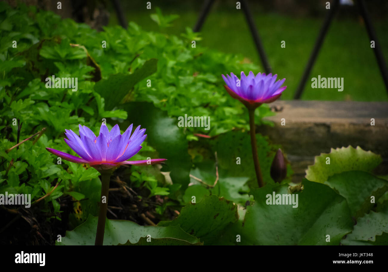 A ground level photo of the two blue lotuses looks like a honeymoon ...
