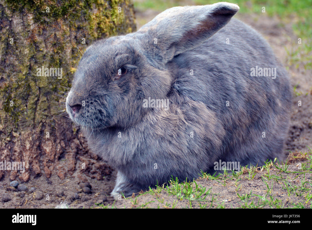 Chick And Bunny In A Meadow High Resolution Stock Photography and ...