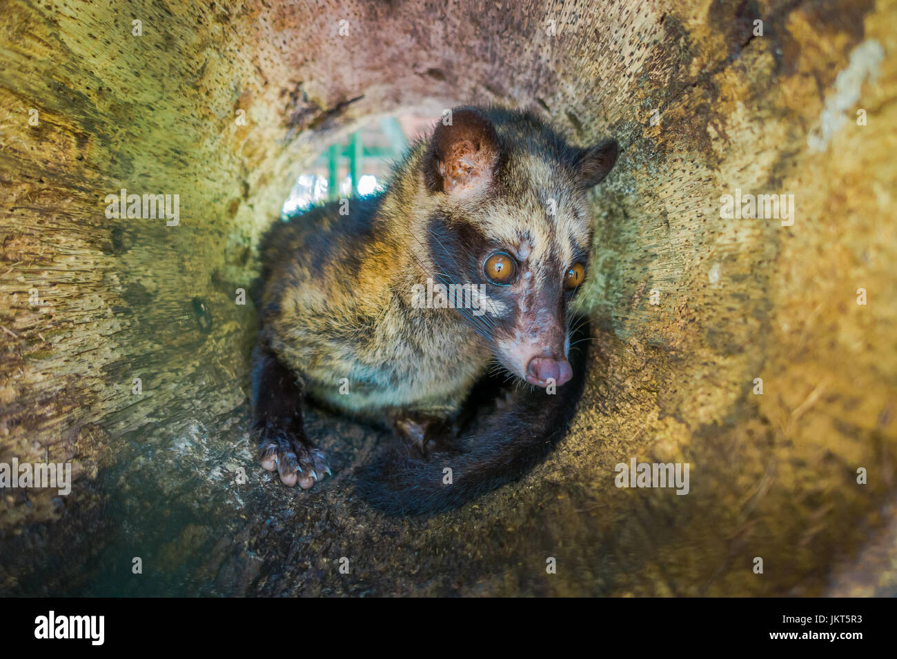 The animal, used for the production of expensive most gourmet coffee ...