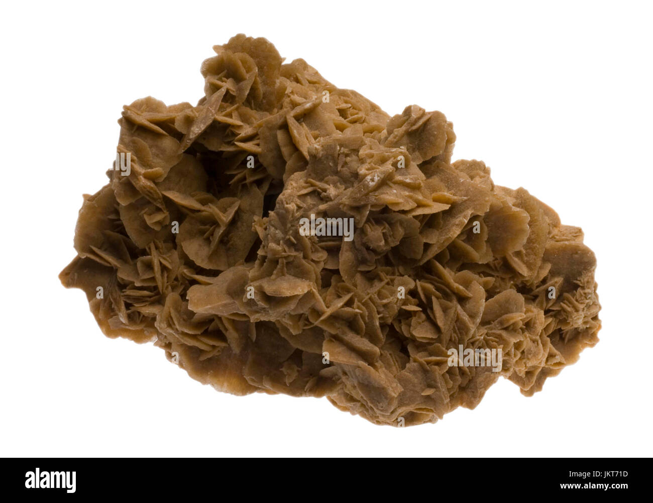 Clump of Sand Dollar's on a white background, NOT cutout Stock Photo ...
