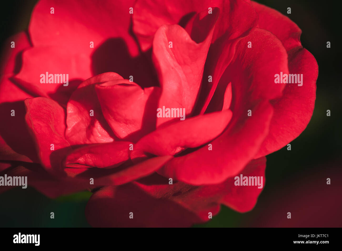 Scarlet rose flower fragment, macro photo with soft selective focus ...