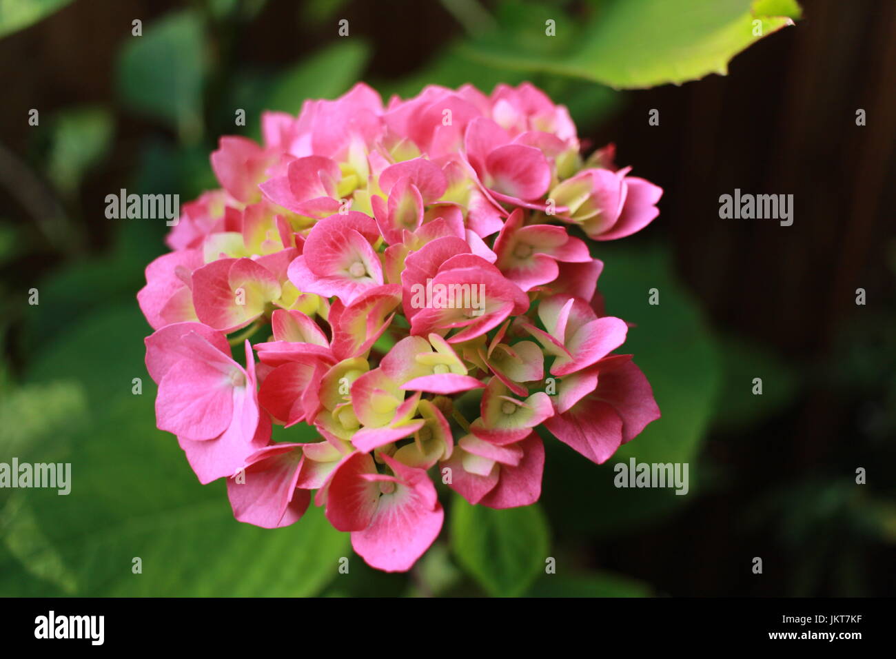 Hydrangea field hi-res stock photography and images - Alamy