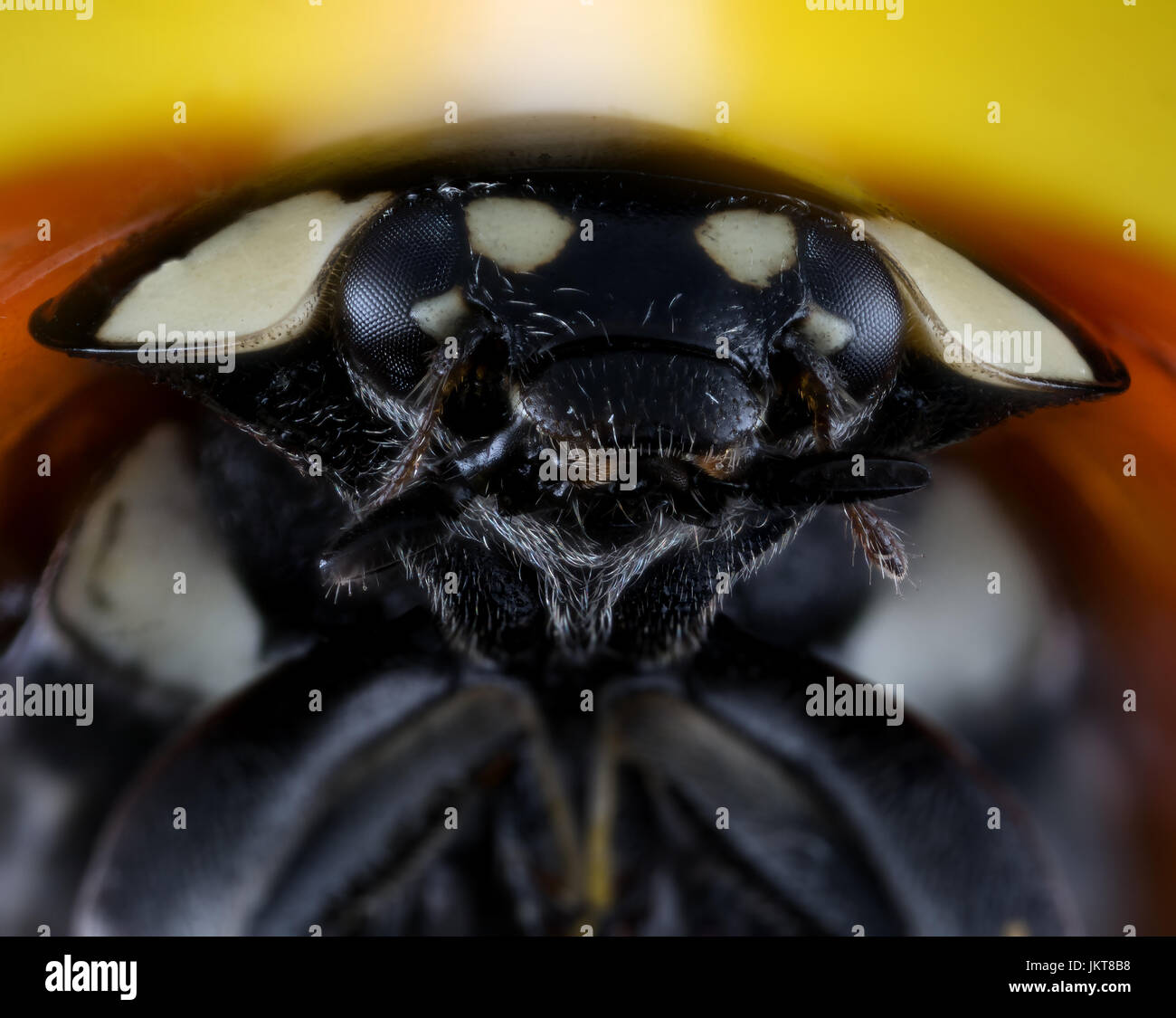 Head of Beautiful ladybug on yellow background macro photo Stock Photo ...