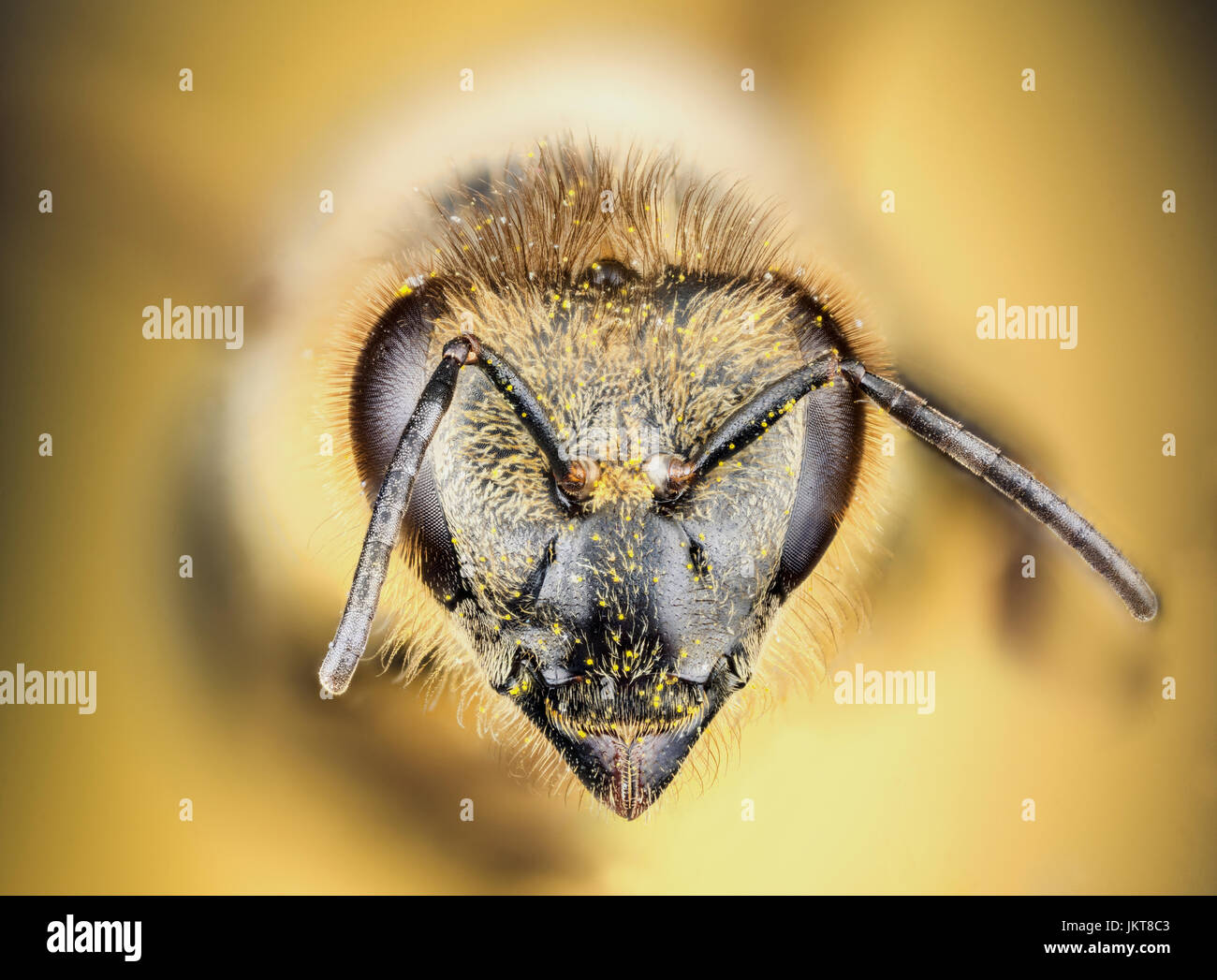 Head of the honey bee extreme macro or micro photography Stock Photo ...