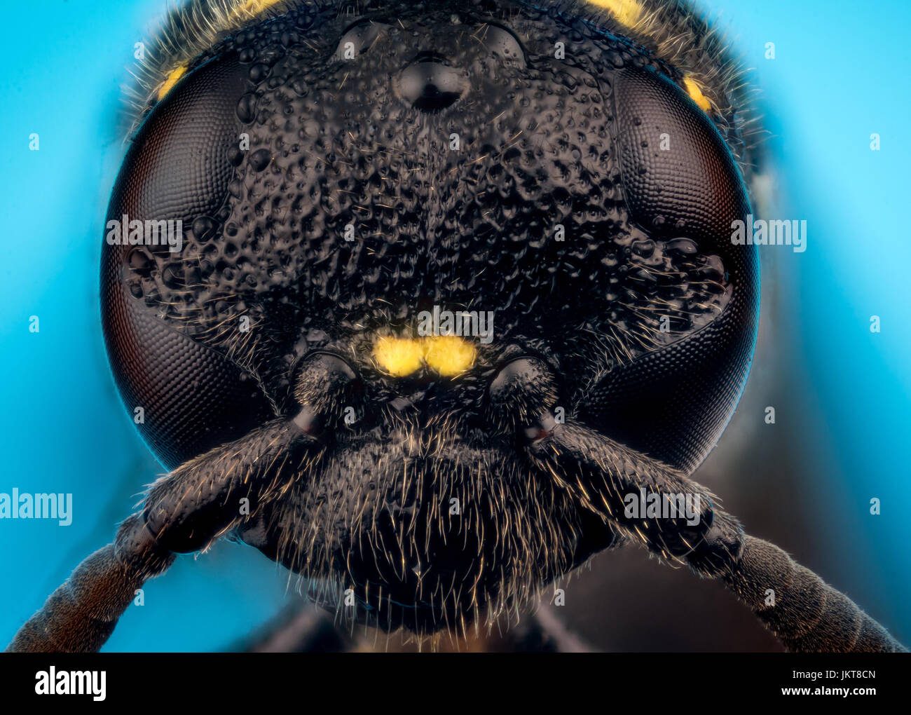 Detail of Head of wasp Trypoxylon species on blue background micro or ...