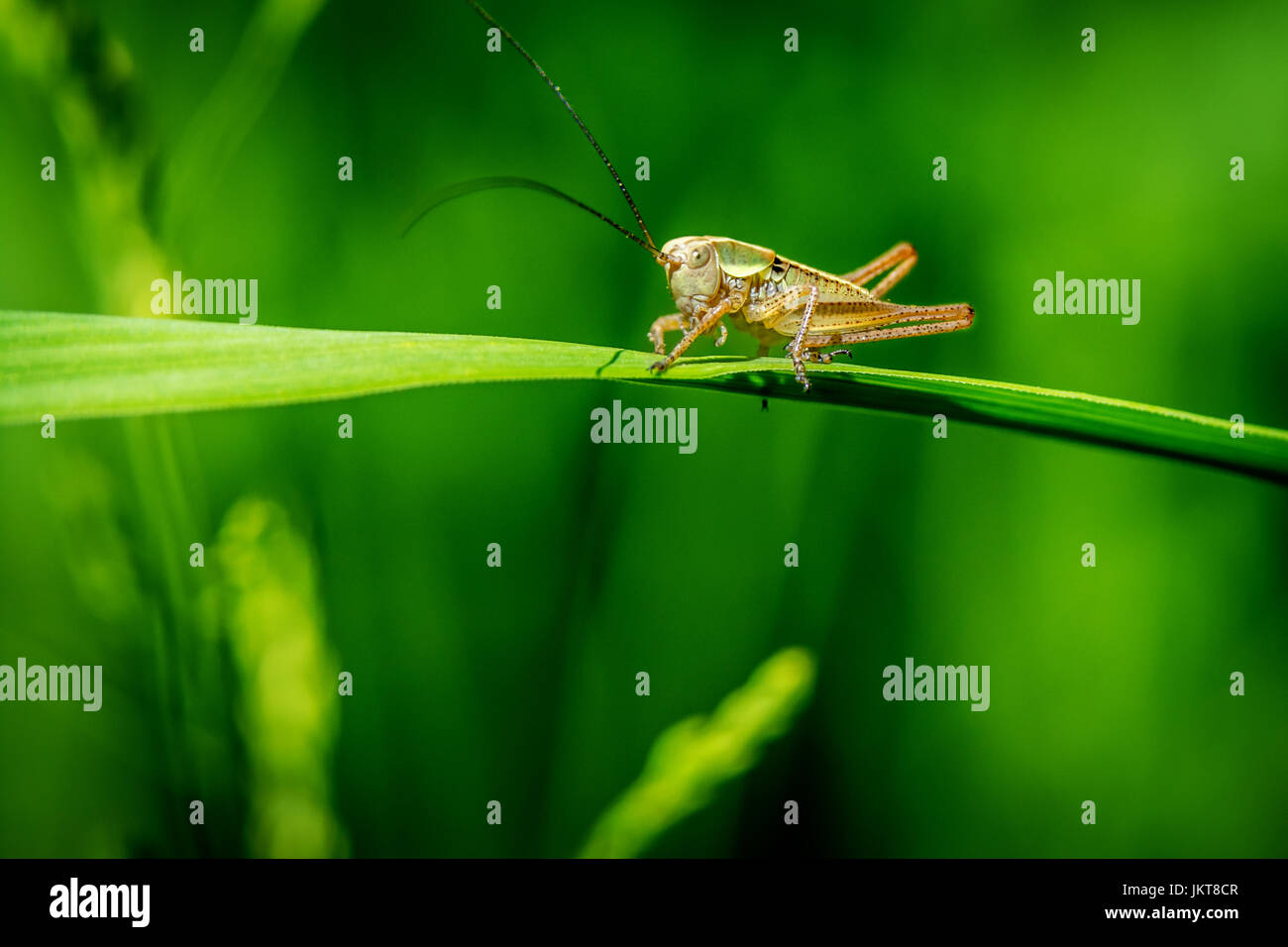 Green katydid nymph on hi-res stock photography and images - Alamy