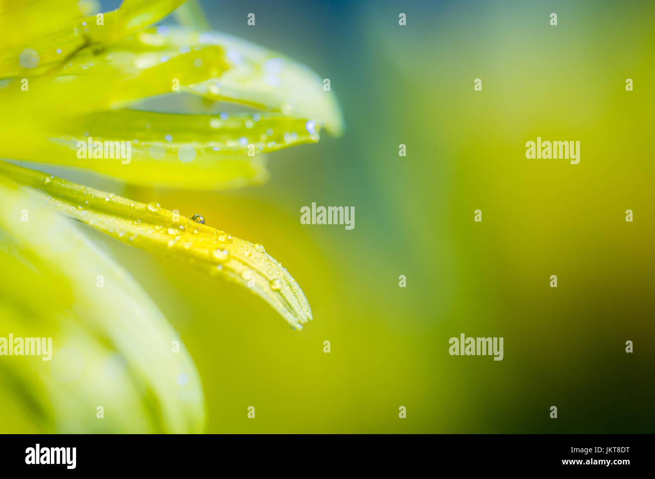 dew drop on yellow flower extreme macro photography Stock Photo - Alamy