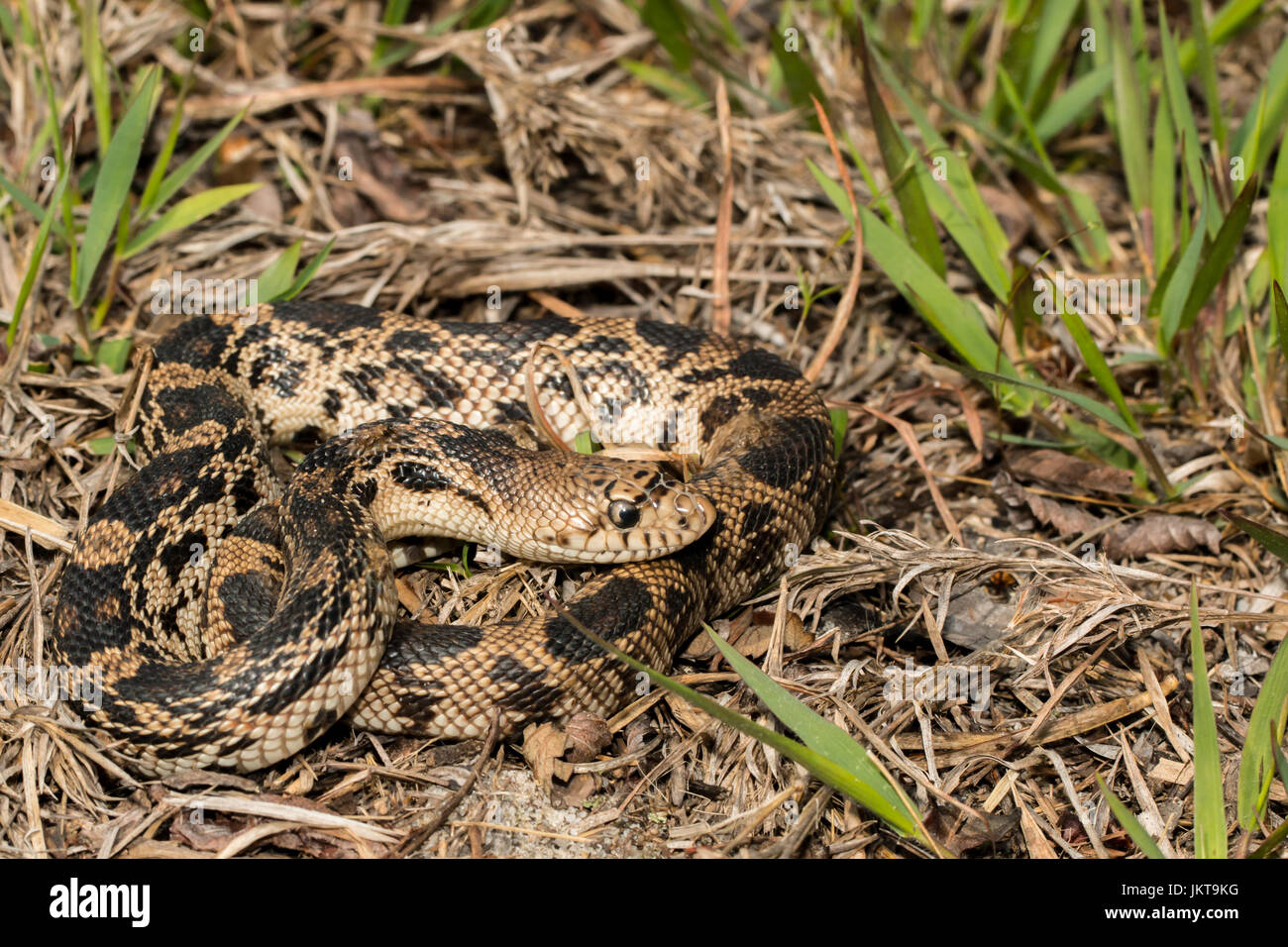 Pine snake hi-res stock photography and images - Alamy