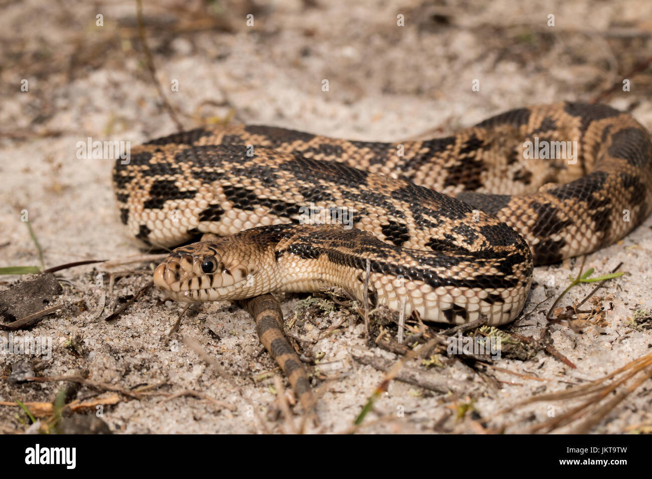 Northern pine snake hi-res stock photography and images - Alamy