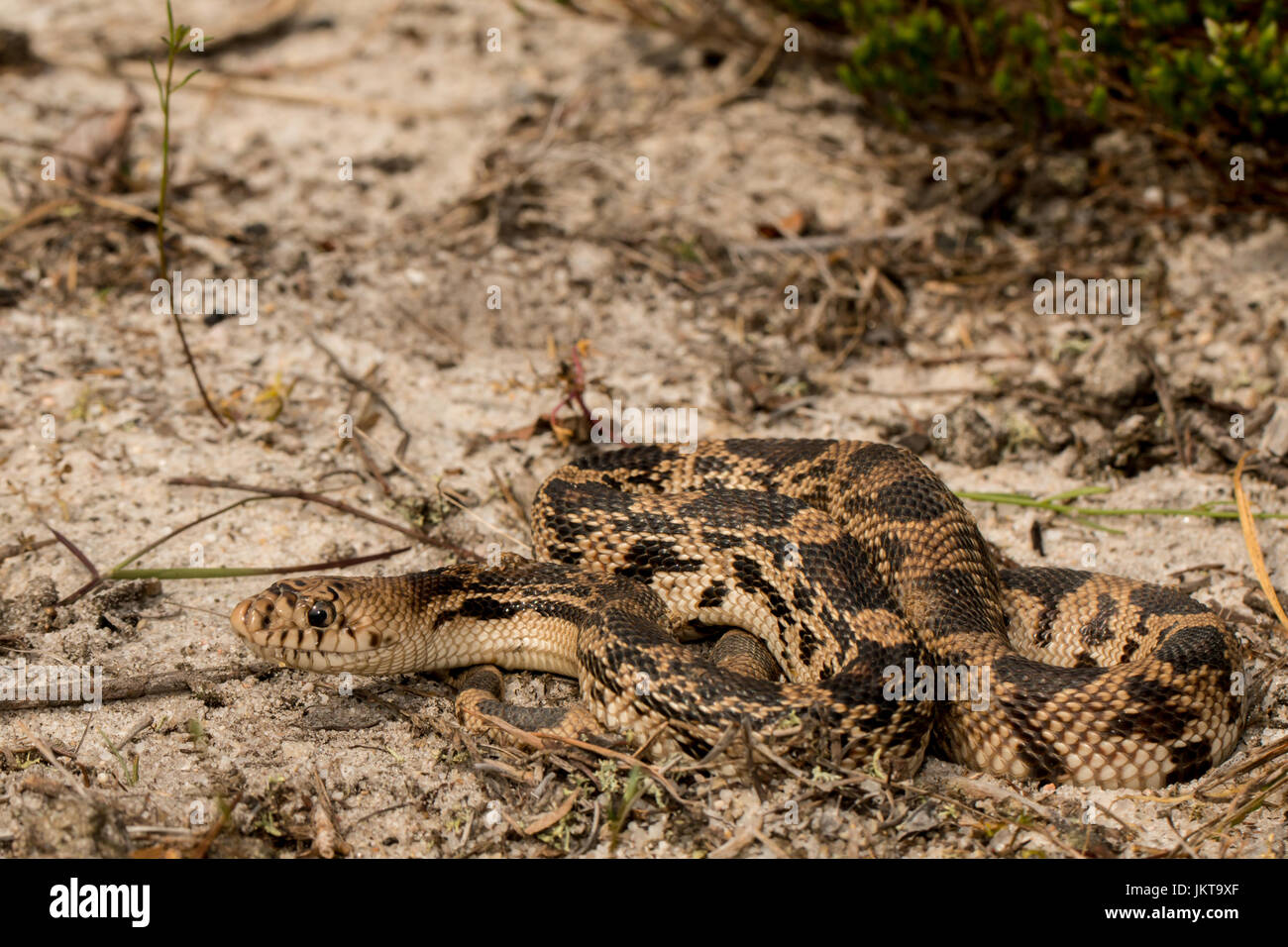 Young juvenile northern pine snake in sand Stock Photo - Alamy
