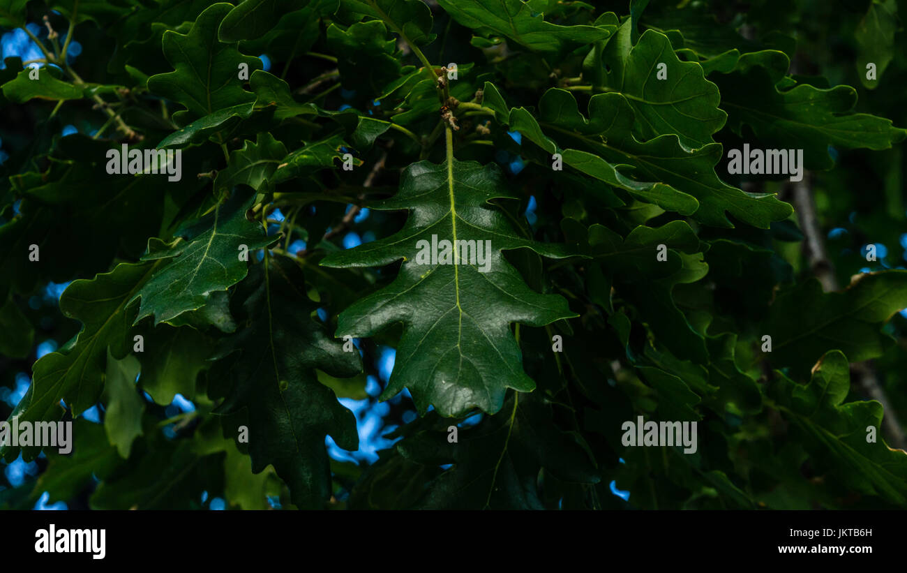 Century oak tree leafs Stock Photo - Alamy