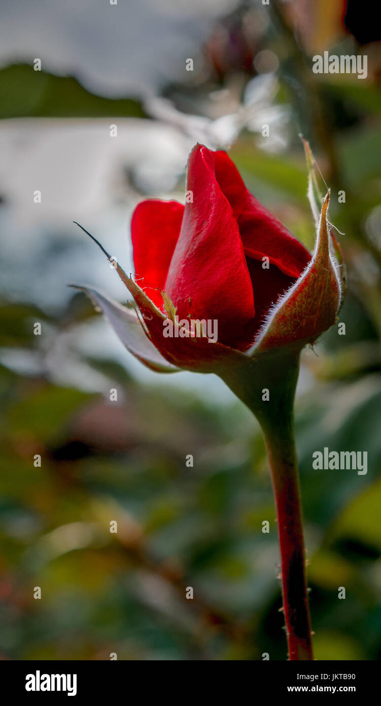 Just a red rose Stock Photo - Alamy