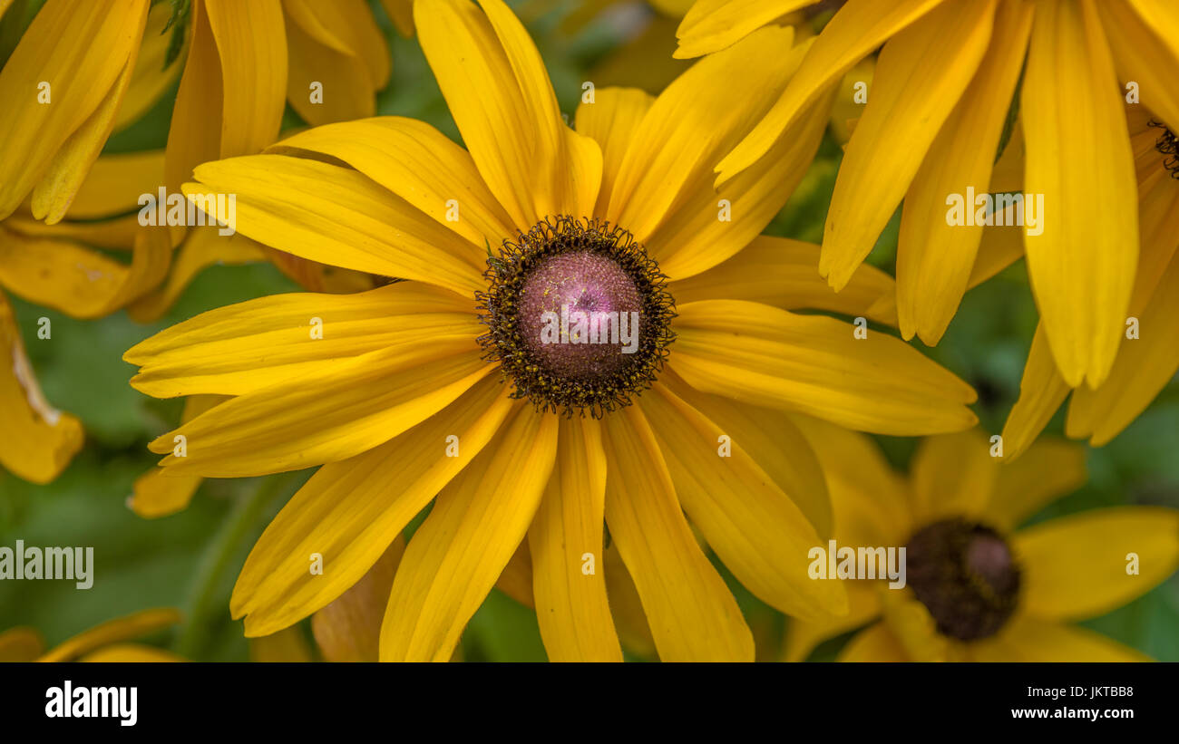 Yellow summer flower Stock Photo - Alamy
