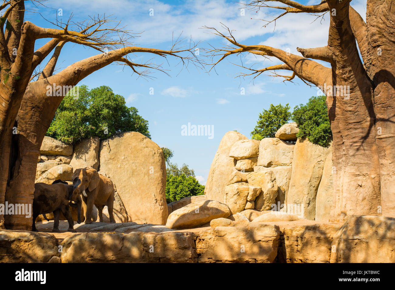 African elephants by yellow rocks and baobabs in animal-friendly zoo in ...