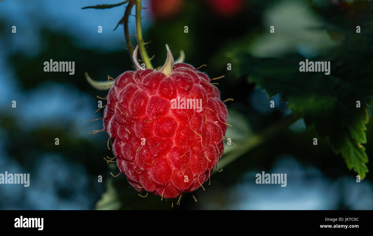 Raspberry plant close up hi-res stock photography and images - Alamy