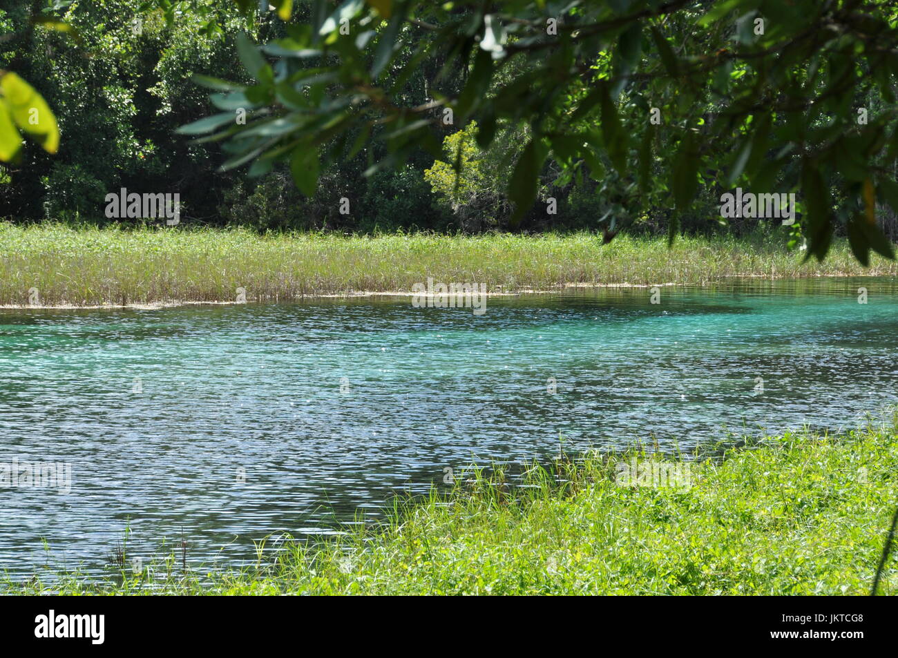 Freshwater springs florida hi-res stock photography and images - Alamy
