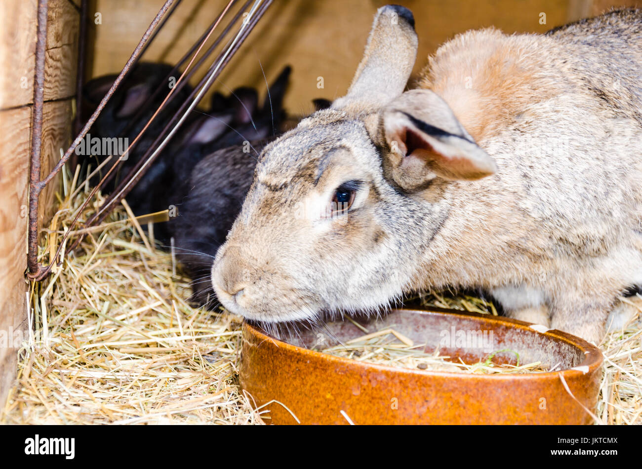 Small cute rabbit in cage is eating some food Stock Photo - Alamy