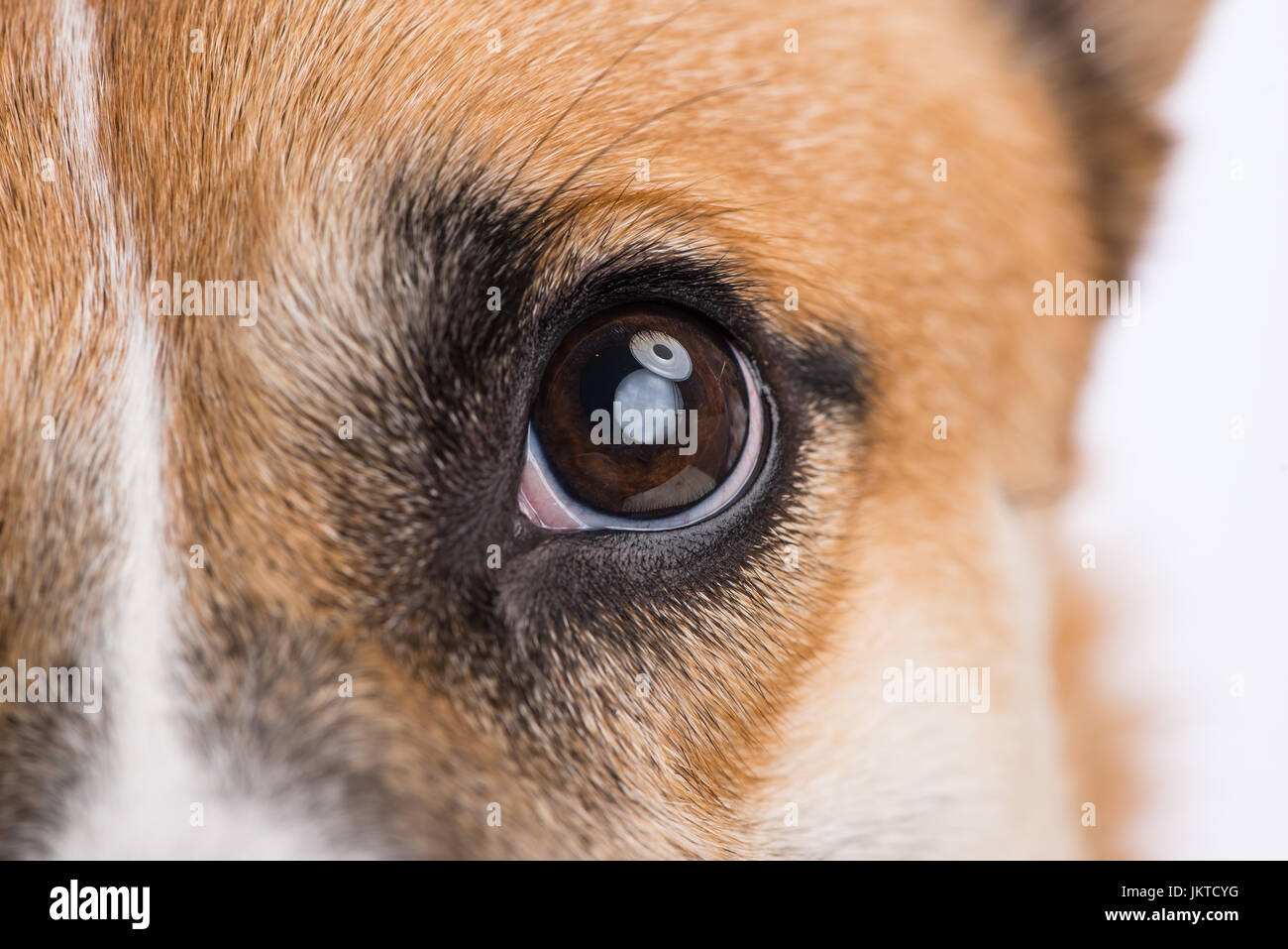 Corgi puppy eyes hi-res stock photography and images - Alamy