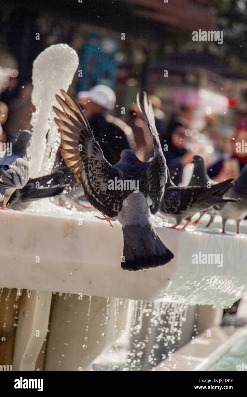 City pigeons by the side of water at a fountain Stock Photo - Alamy
