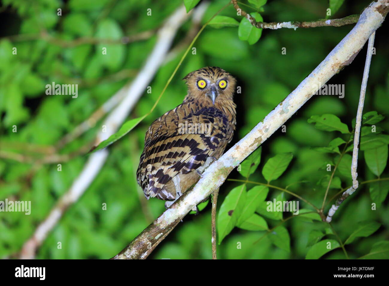 Buffy Fish Owl (Ketupa ketupu) in Danum Valley, Sabah, Borneo, Malaysia ...