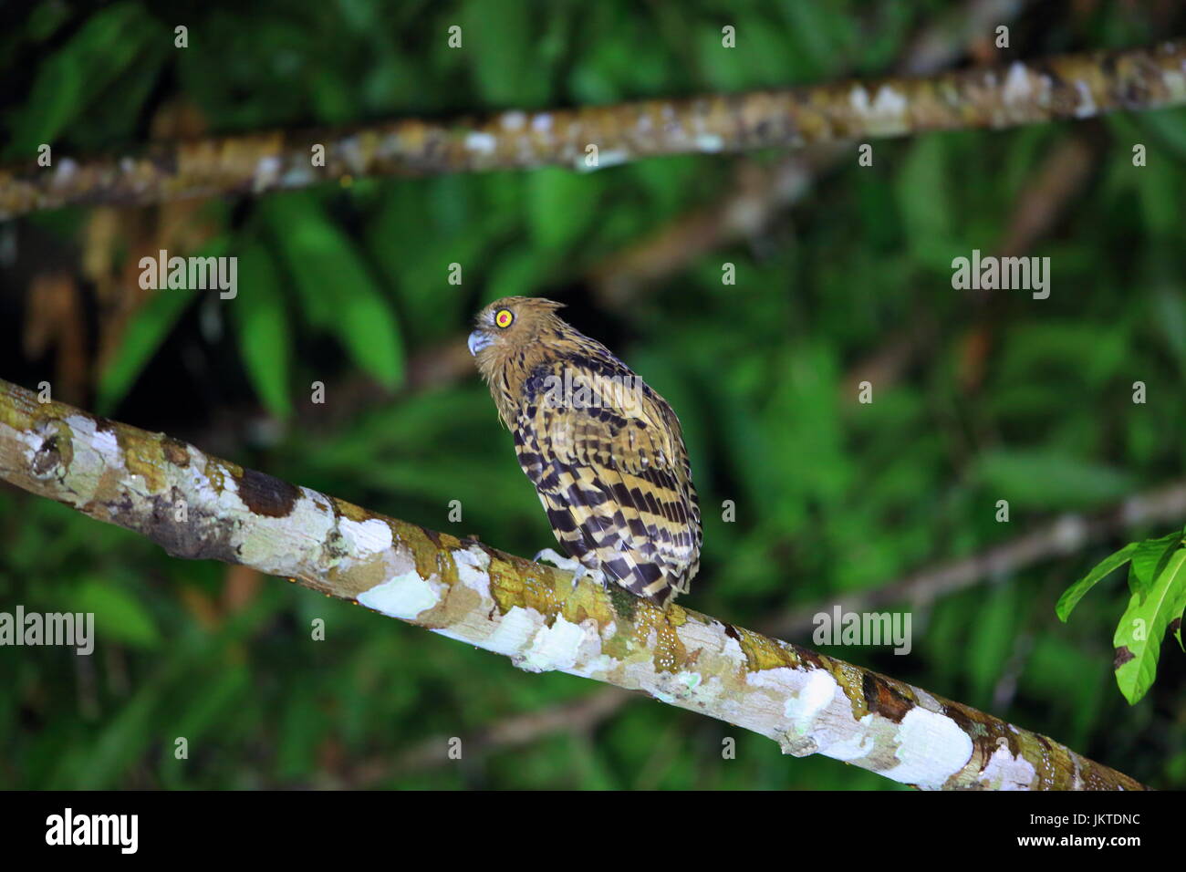 Ketupu ketupu hi-res stock photography and images - Alamy