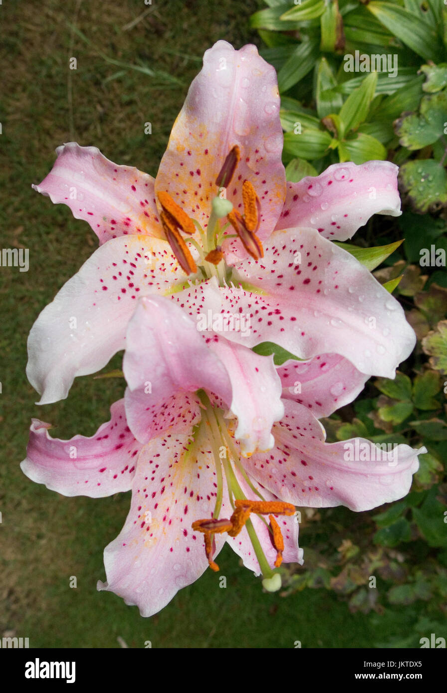 Multicoloured lily hi-res stock photography and images - Alamy