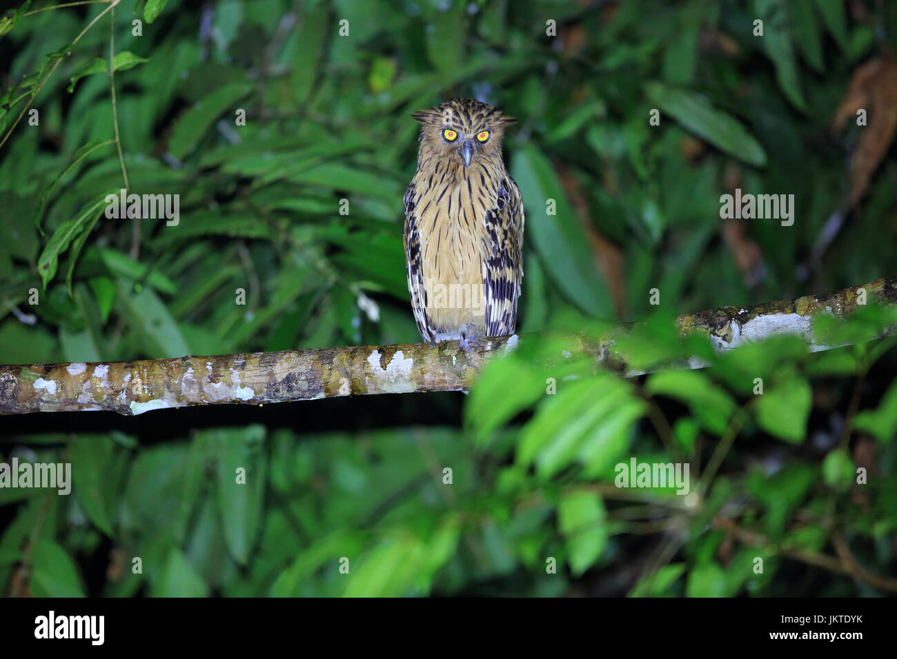 Buffy Fish Owl (Ketupa ketupu) in Danum Valley, Sabah, Borneo, Malaysia ...
