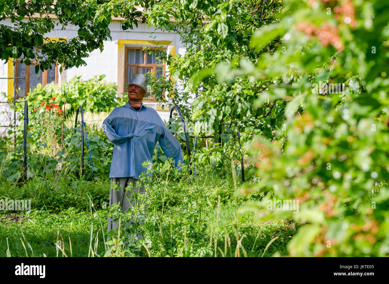 Scarecrow in the garden to protect the crop Stock Photo - Alamy