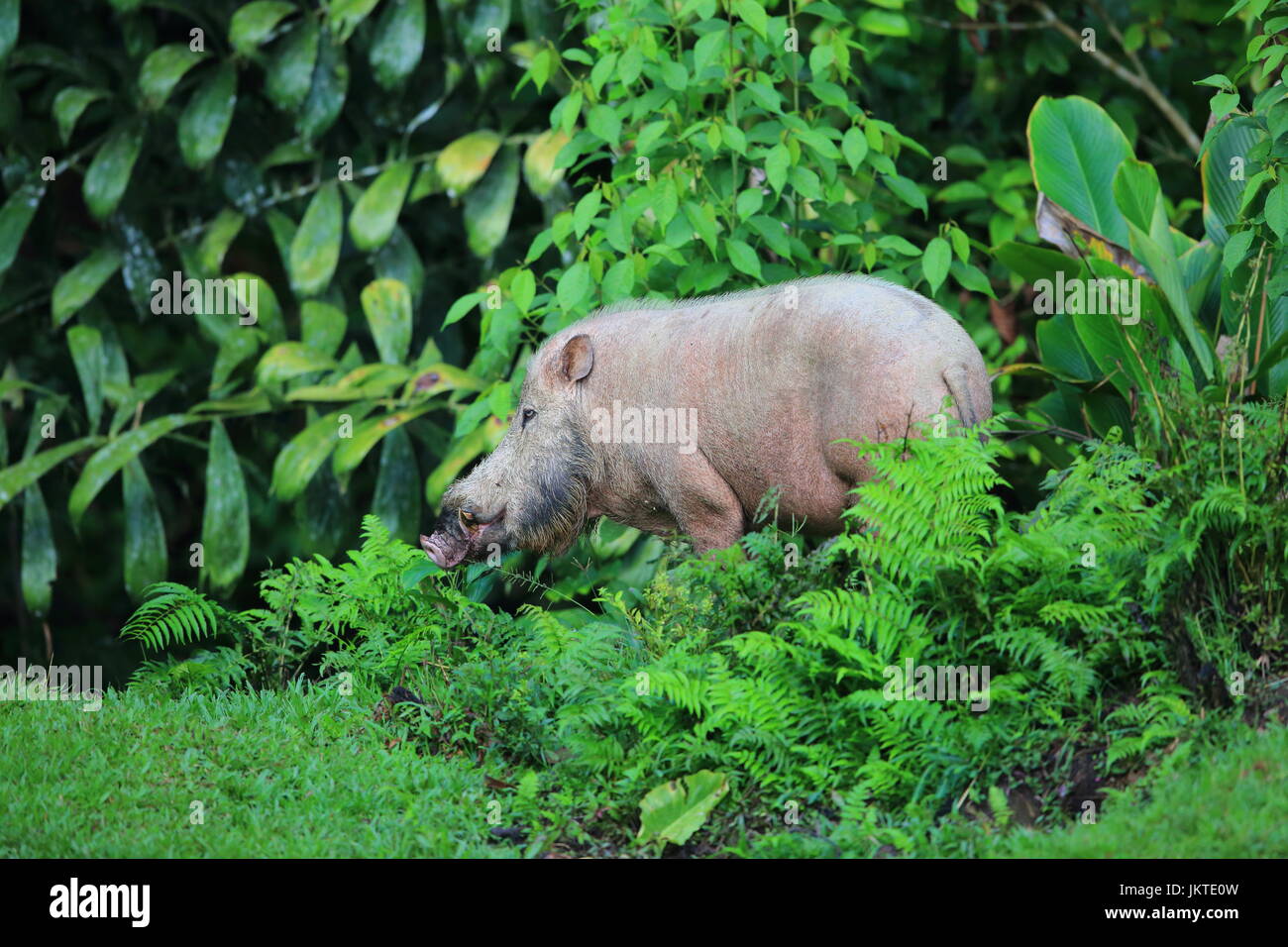 Bornean bearded pig (Sus barbatus) in Danum Valley, Sabah, Borneo ...