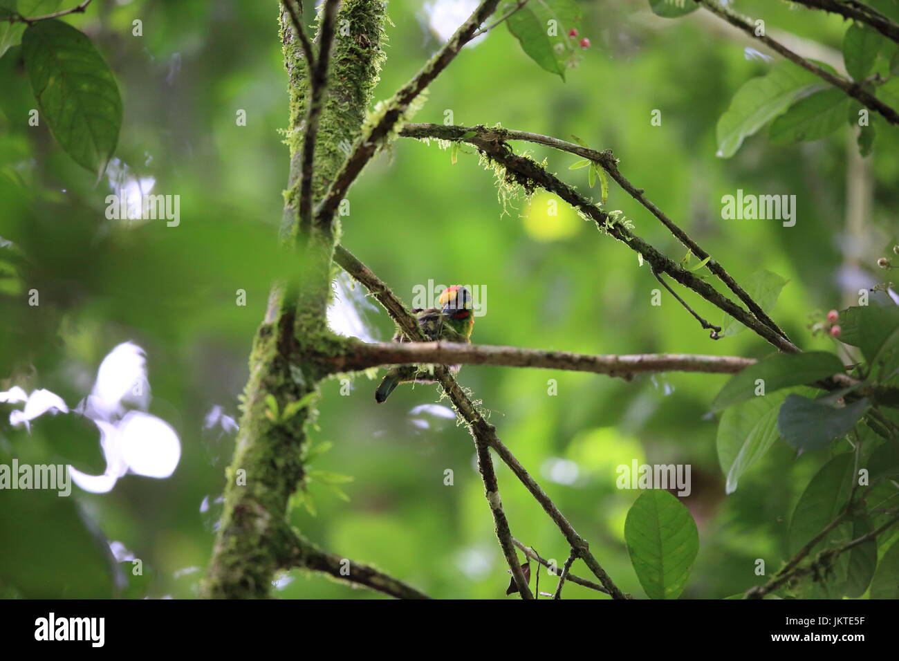 Red-throated barbet (Psilopogon mystacophanos) in Danum Valley, Sabah ...