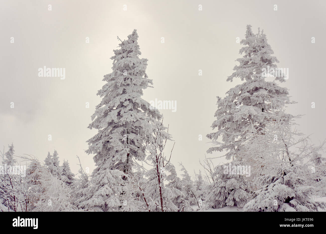 Snow-covered trees in the Jizera Mountains, Poland Stock Photo - Alamy