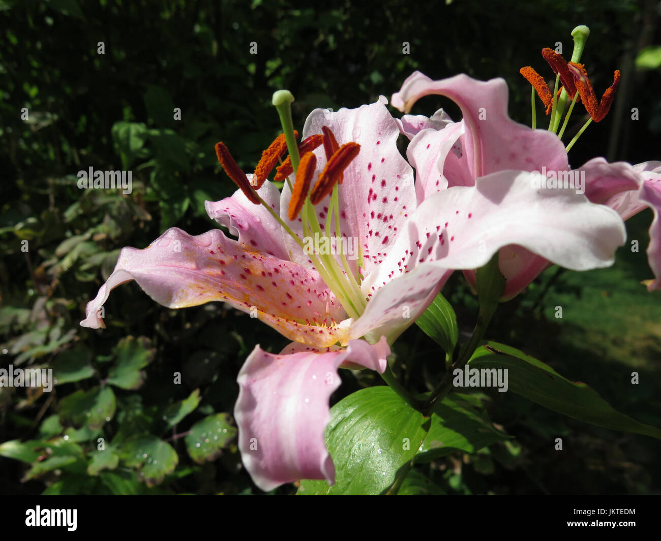 Multicoloured lily hi-res stock photography and images - Alamy